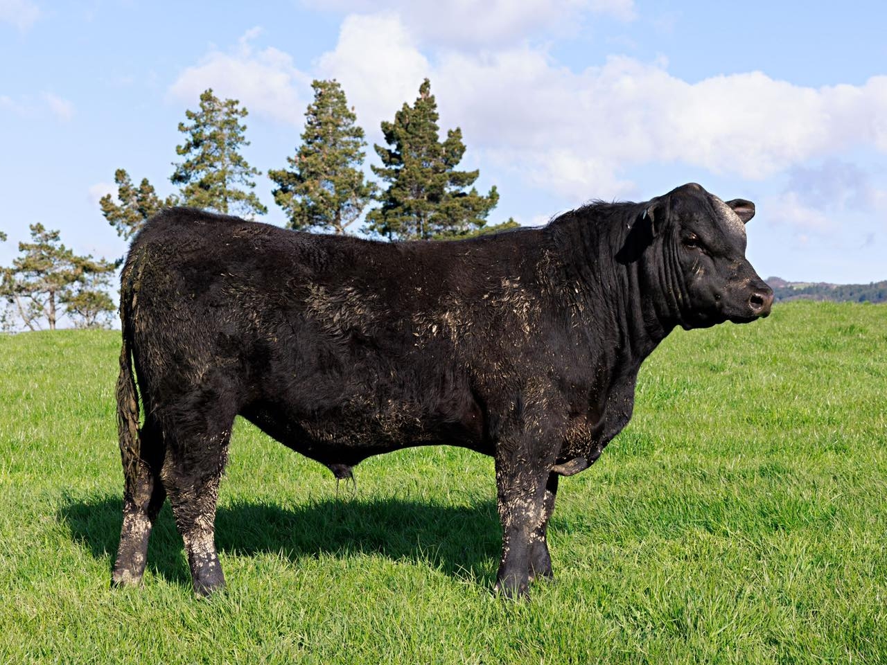 Gallery - Rockley Angus