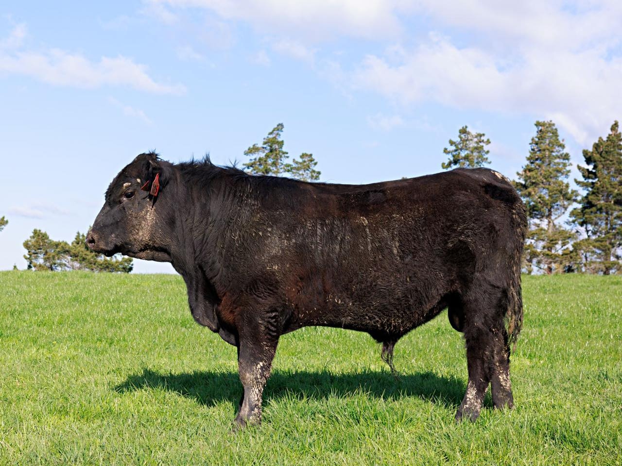 Gallery - Rockley Angus