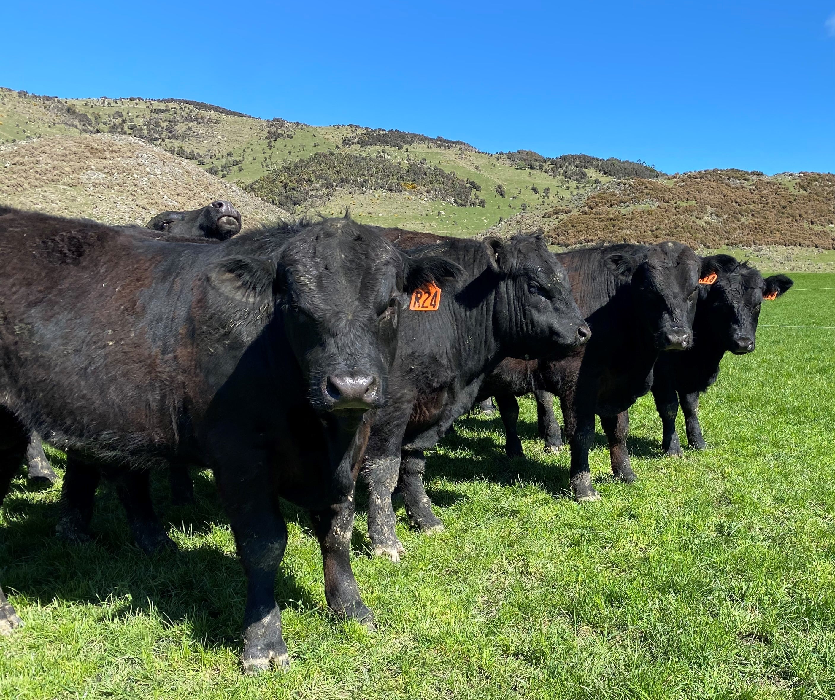 Gallery - Rockley Angus