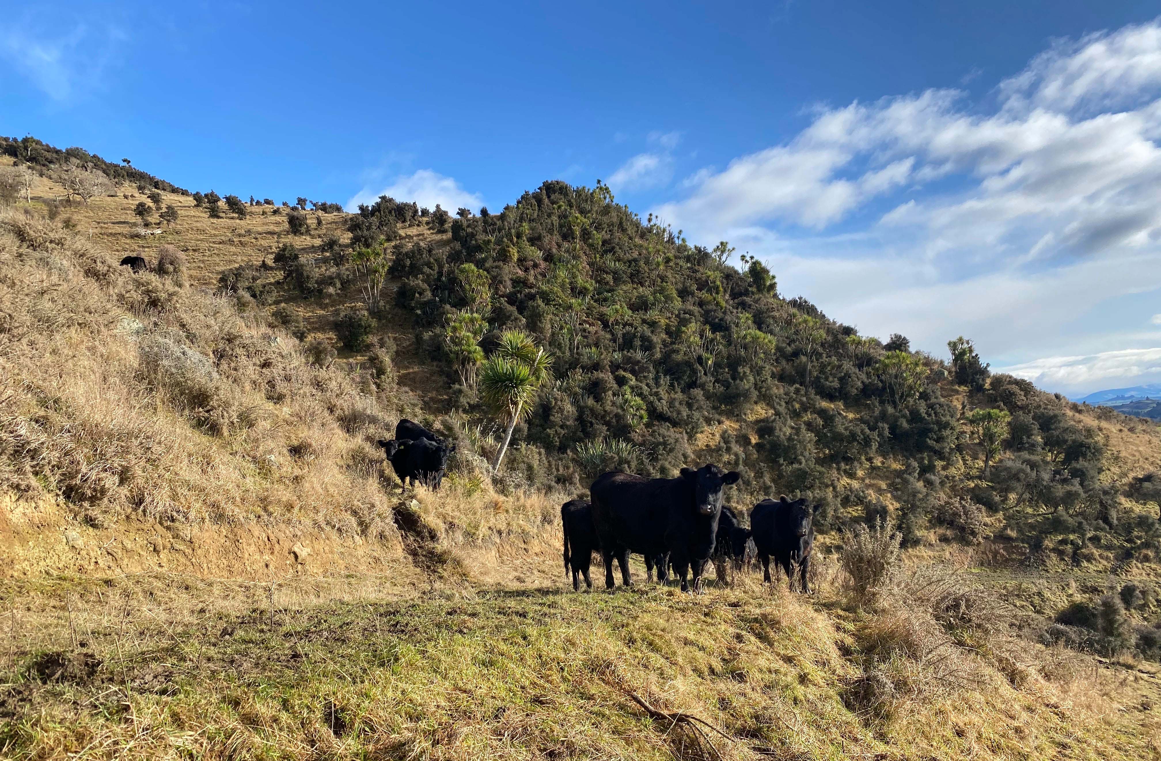 Gallery - Rockley Angus