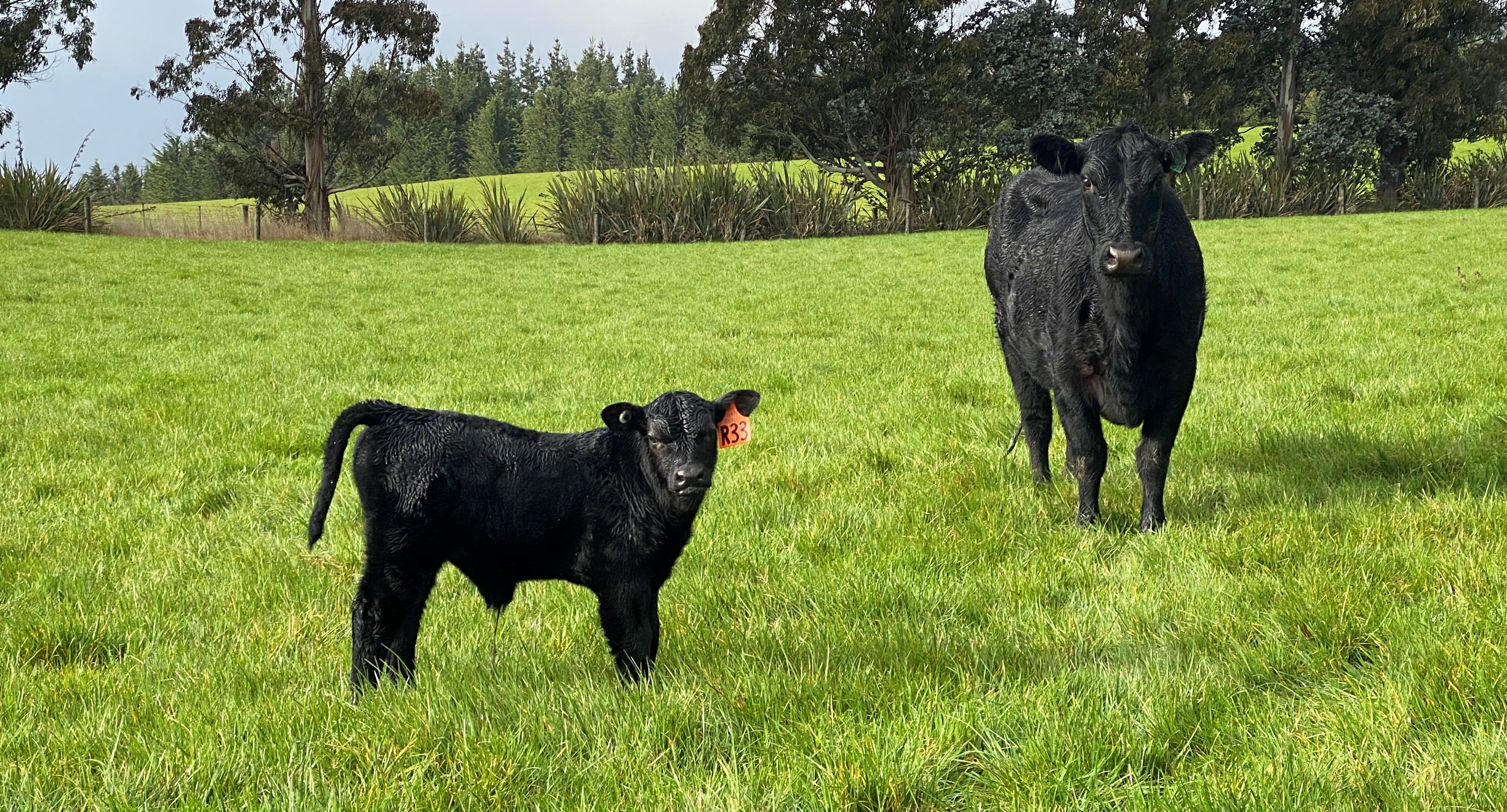 Gallery - Rockley Angus